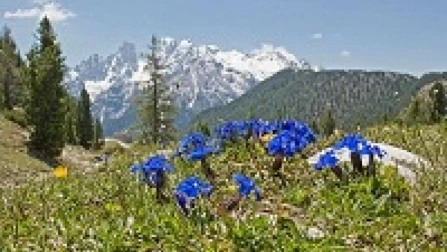 Home | Alpine Botany