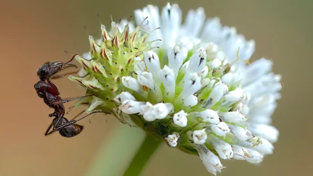 Home | Insectes Sociaux