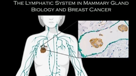 Home | Journal of Mammary Gland Biology and Neoplasia