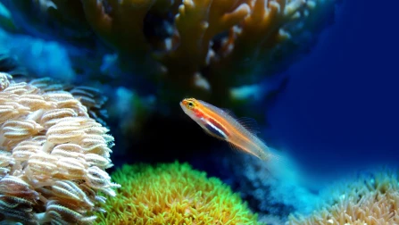 Home | Ocean Ecosystems | Springer Nature Link