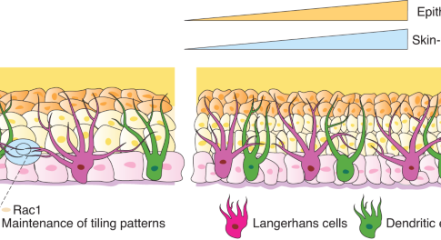 Nature Cell Biology