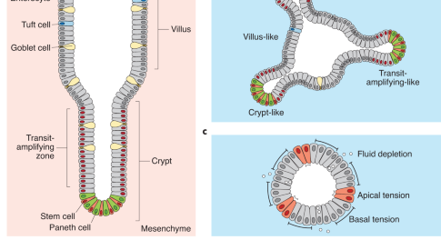 Nature Cell Biology