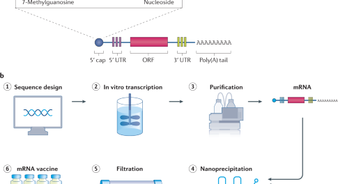 Mrna Vaccine Process Flow Diagram Mrna Vaccine Mdpi Cleanroo