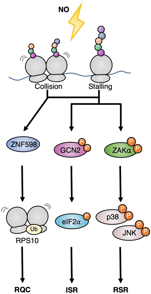 Nitric Oxide, Oxidative Stress and Metabolic Changes in Cancer and Aging