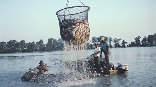 Coastal and inland fisheries