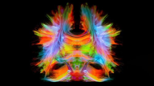 Focal Point on Brain Science in Japan