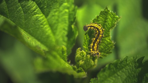 Insect decline and extinction