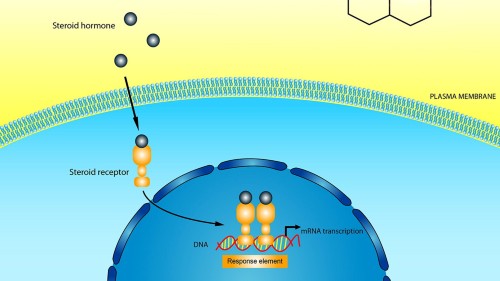 Nuclear receptors
