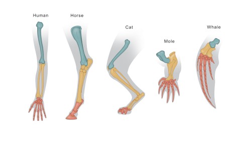 Convergent evolution