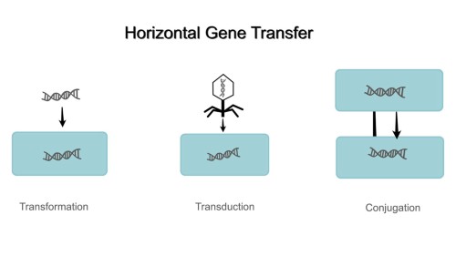 Horizontal gene transfer