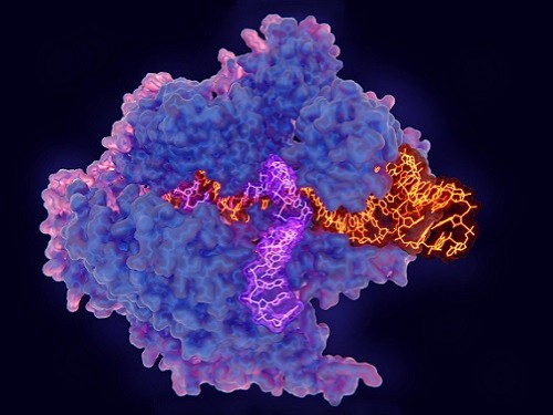 CRISPR–Cas9 in cancer research and therapy