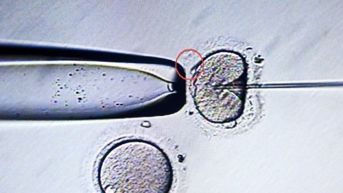 Assisted reproduction in humans and animals