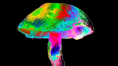 Underlying mechanisms of psychedelics and their use in therapy