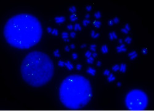 Special Issue Functional And Adaptive Effects Of Genomic Structural Variation