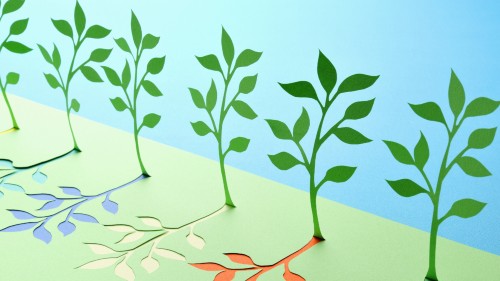 Phenotypic plasticity in plants