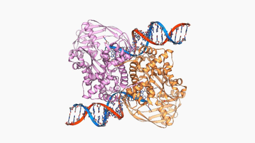 The Mobile Genome