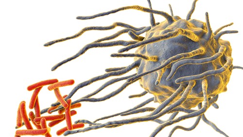 Cell death and clearance