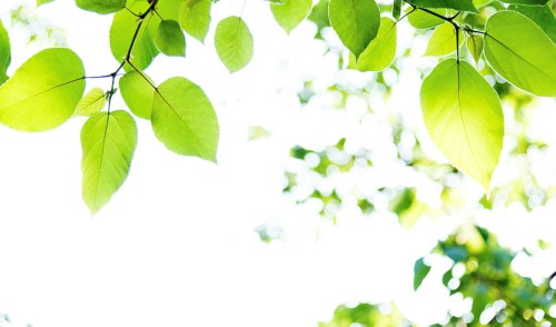 Chloroplast Function and Photosynthesis