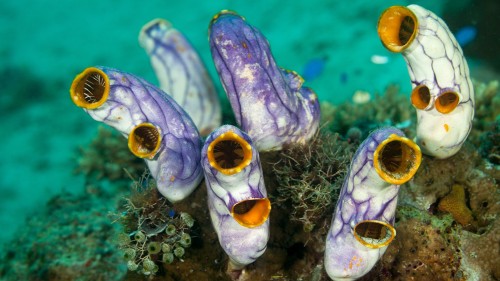 Developmental insights from non-traditional model organisms