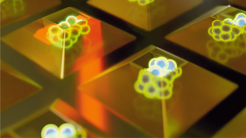 Innovations in Stem Cell Biology 2023