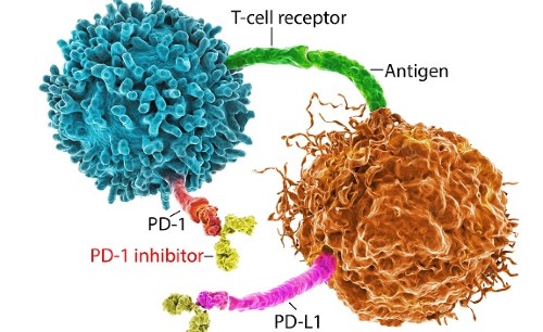 Immune checkpoint inhibitors in cancer treatment
