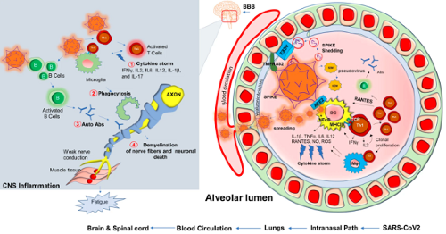 Long-term Impact of COVID in Cancer Patients
