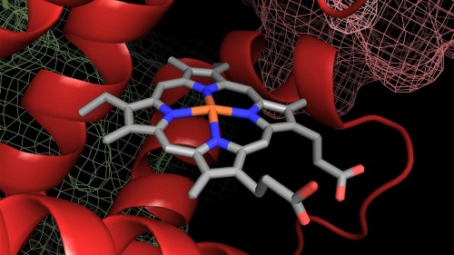 Microbial iron metabolism: hemes, homeostasis and iron proteins