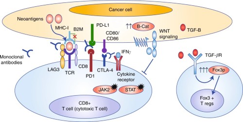 Immune checkpoint proteins: a focus on PD-1/PD-L1