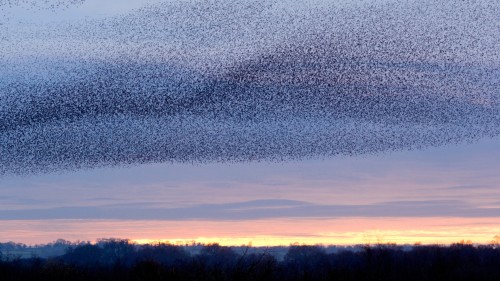 Swarm intelligence - Collective motions from biology to robotic
