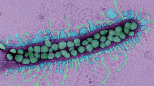 Prokaryotic Immunity and Viral Evasion Systems