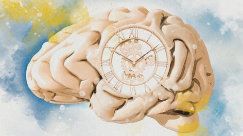 Lifespan changes in the human brain