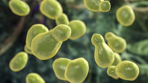 Yeast models