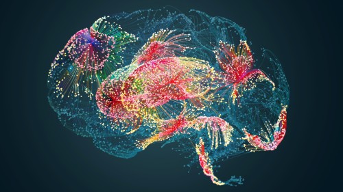 Atlases of the human brain