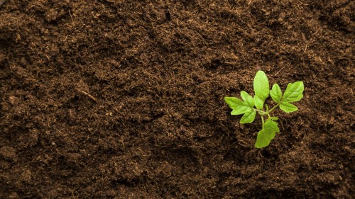 Soil nutrient dynamics