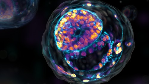 Innovations in Stem Cell Biology 2024