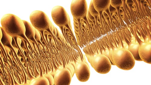 Lipid droplet biology and signalling