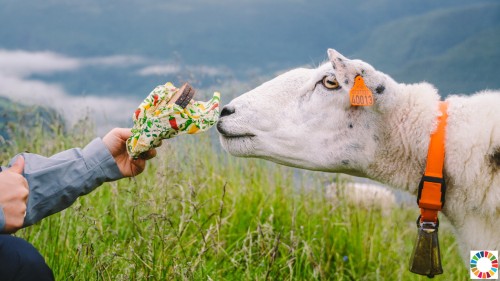 Human-animal interactions and relations