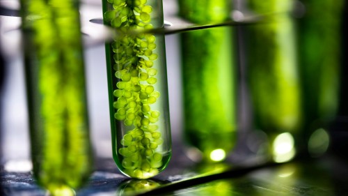 Biofactory and Biodisposal