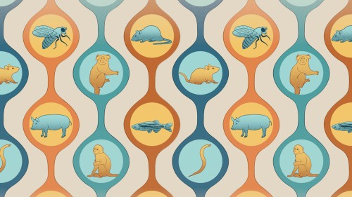 Lab Animal's 50th Anniversary