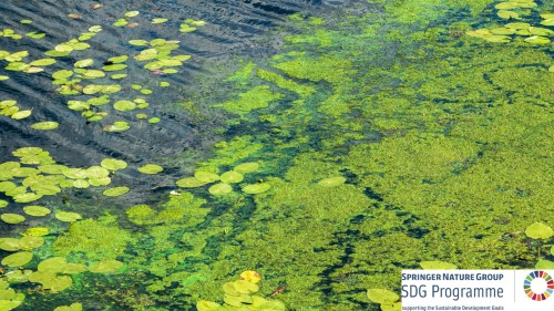 Microalgae and agriculture