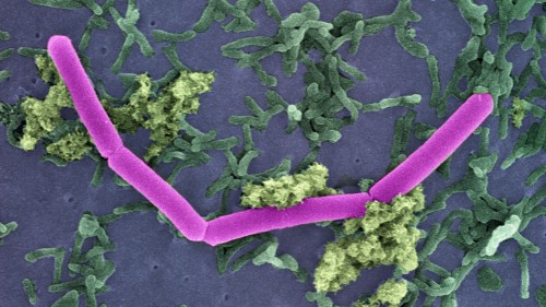 Chemical Biology of Microbiomes