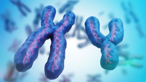Sex As A Biological Variable Sabv Flipboard
