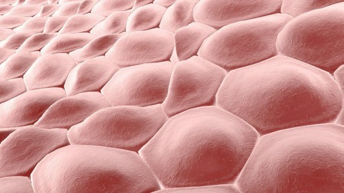 Microbiome of the human skin