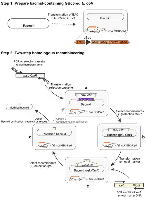 Scarless Baculovirus Genome Editing Using Lambda-Red Recombineering in ...