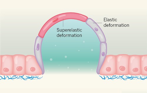 Bottom-up biology