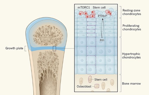 Cartilage repair and regeneration