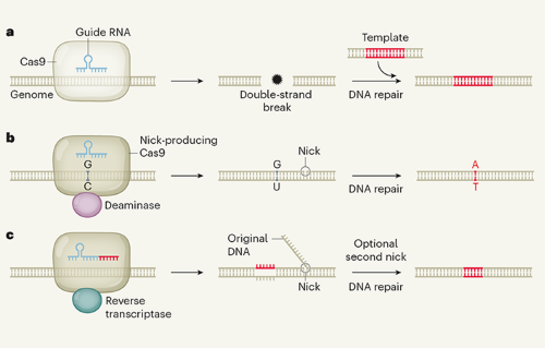 Nobel Prize in Chemistry 2020