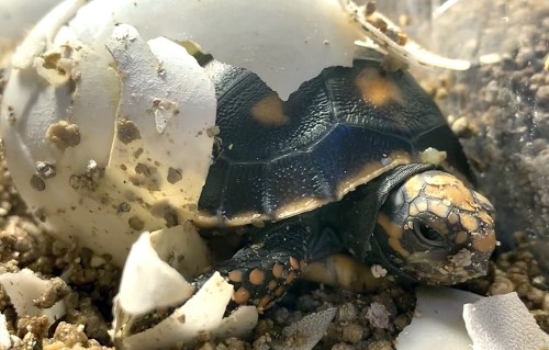 Coronavirus and COVID-19 updates