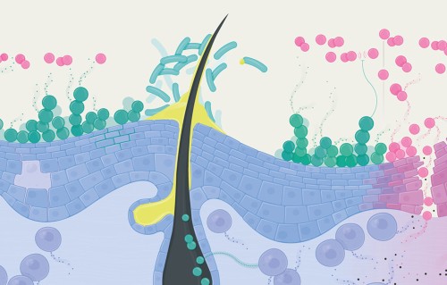 Skin microbiome