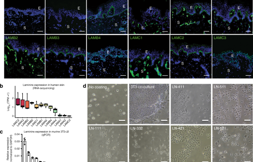 Stem Cells and Disease